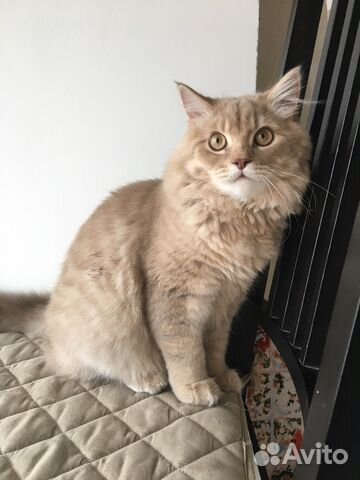 Кот на вязку