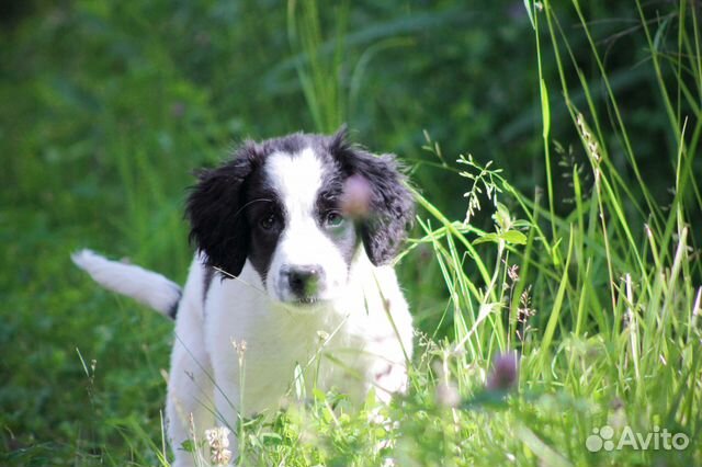 Щенки - метисы в надежные руки