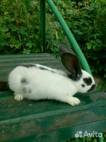 Немецкий пестрый великан (строкач)