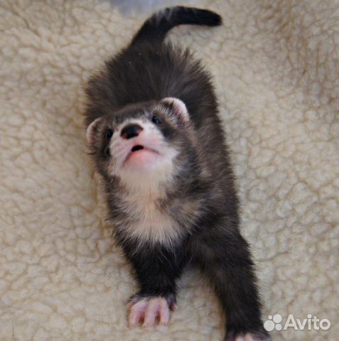 Щенки хорька