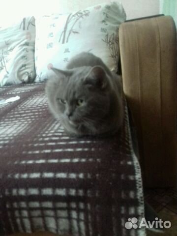 Британка на вязку