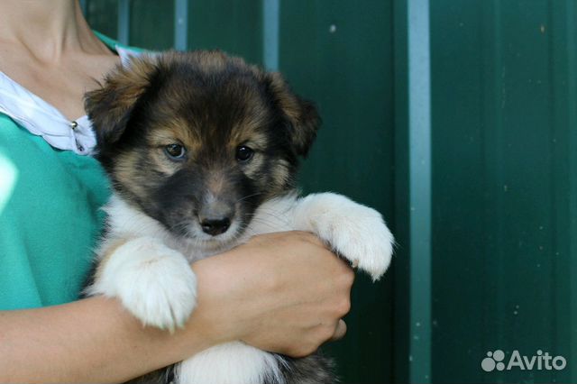 Щенок в добрые руки