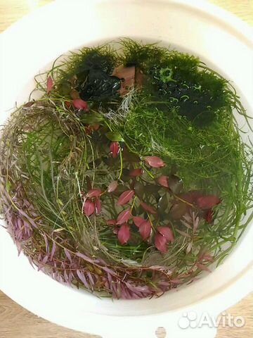 Прополка аквариумных растений