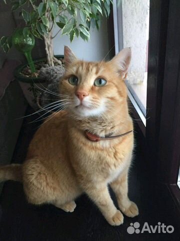 Отдам кота в хорошие руки