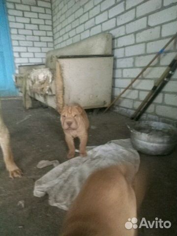 Щенки шарпея