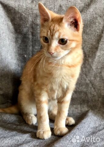 Рыжий Санни ищет дом