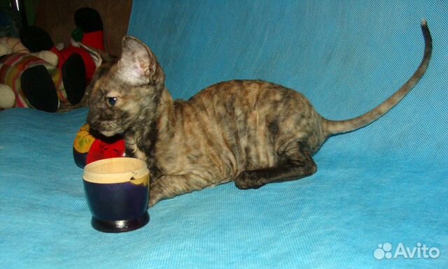 Кошечка Шоколадка неаллергенная