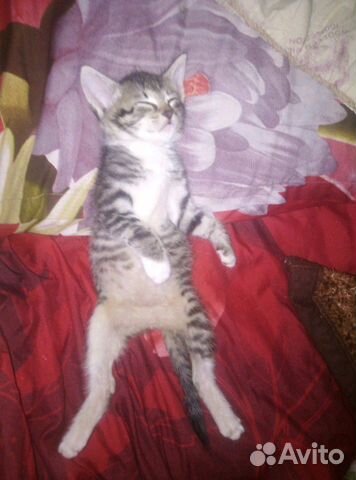 Котята