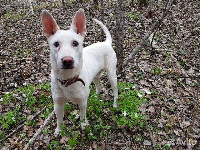 Очаровательный Валли - собака в дар