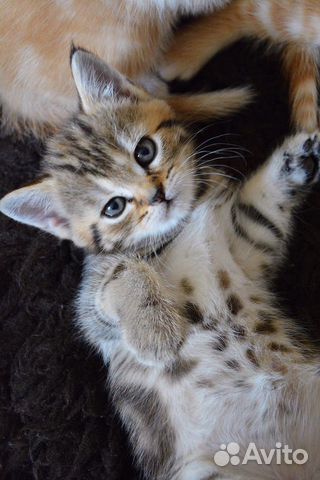 Котенок