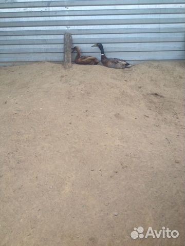 Индийский Бегун