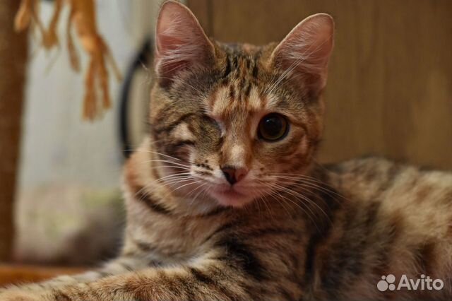 Котёнок Таша