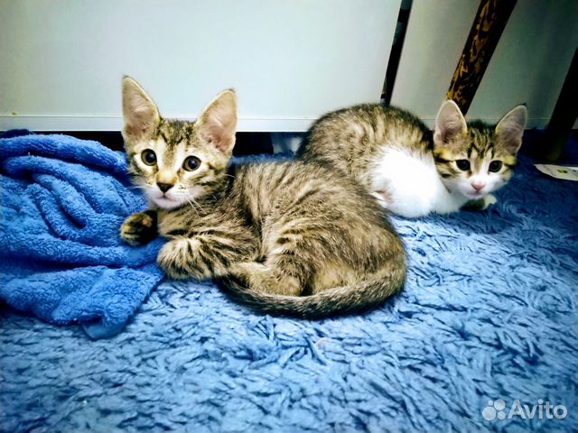 Чудо котята в добрые руки