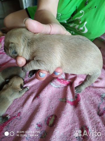 Щеночки-лапочки