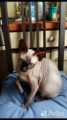 Голубоглазая девочка