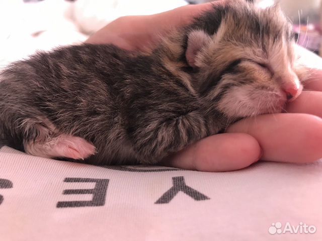 Котёнку нужна Мама