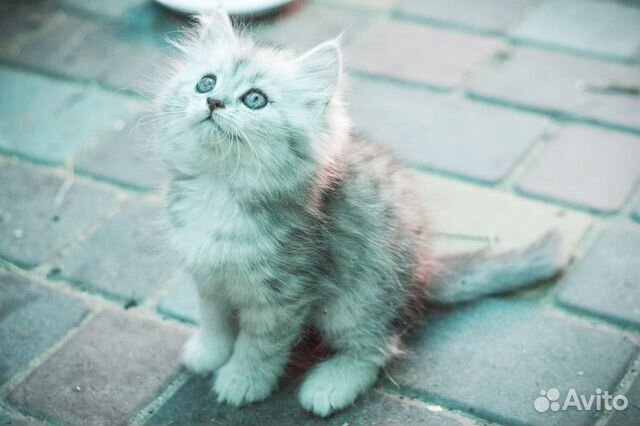 Отдам котят от персидской кошки