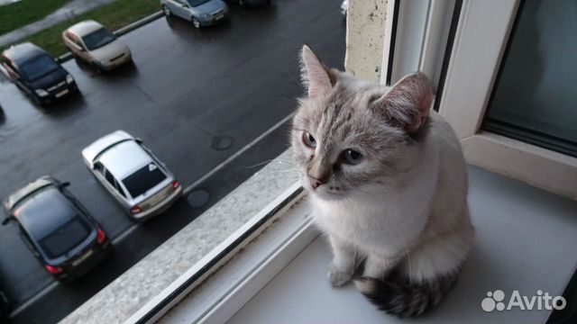 Ищем котика на вязку