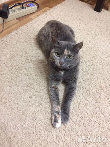 Кошечку отдам