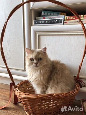 Кошка
