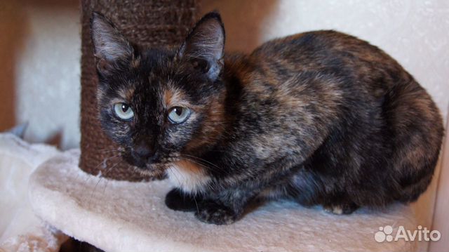 Кошка Матрешка