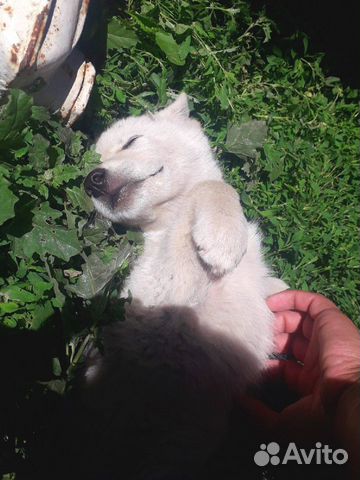 Белоснежка