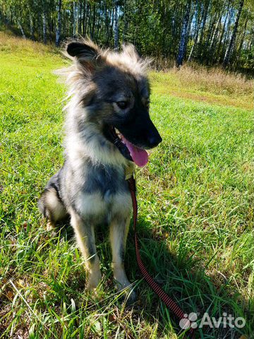 Отдам собаку Марика в добрые руки