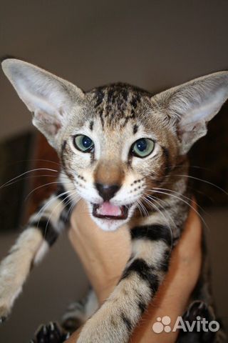 Ориентальный котёнок