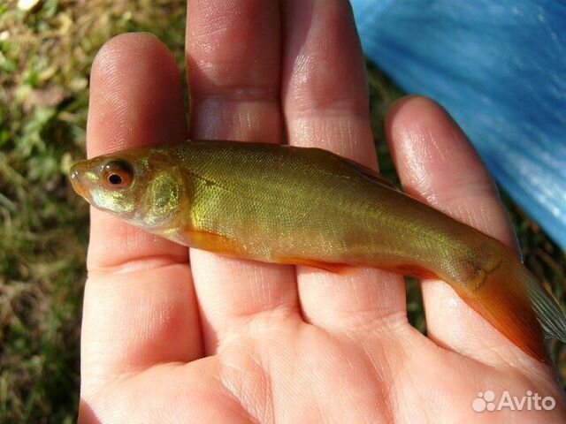 Рыбхоз 47 (Линь)