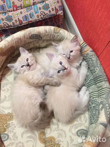 Продаем котят Невская Маскарадная