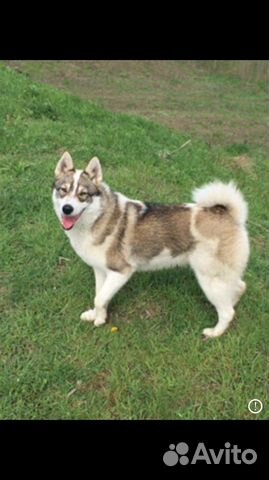 Продаем щенков Лайки