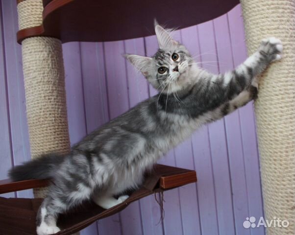 Микелла кошечка голубой серебряный мрамор с белым