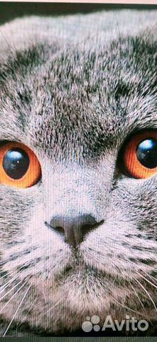 Отдам доброму, любящему кошек человеку, котика шот