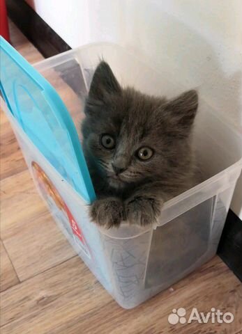 Котятки ищут любящих хозяев