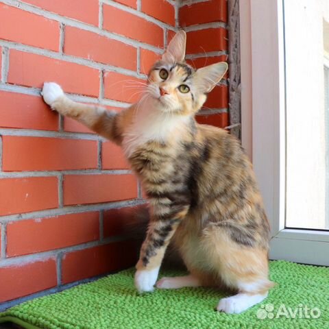 Удивительная Огненная Черепаха