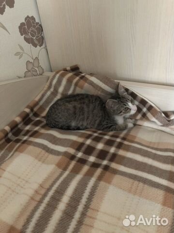 Отдам полосатого котёнка в добрые руки