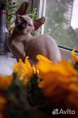 Замурчательный канадский сфинкс эльф