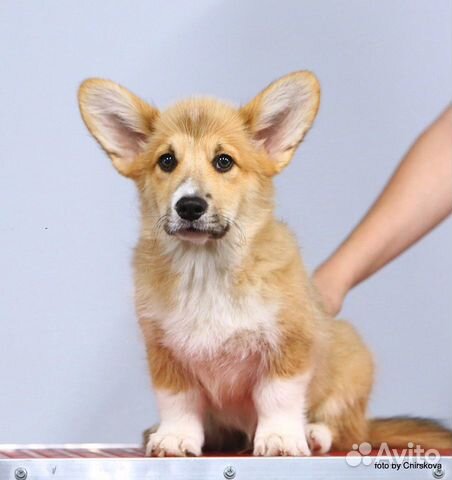 Вельш корги пемброк