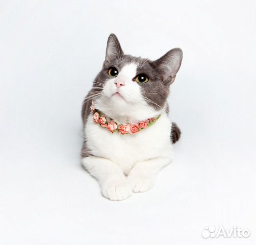 Красивая кошка по имени Бася ищет дом