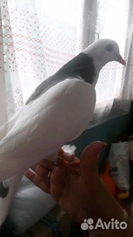 Голубь окольцованный