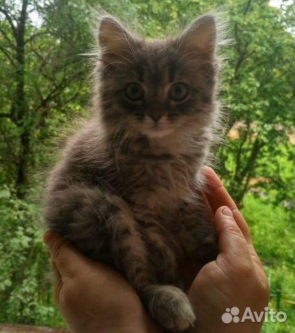 Котодевочка в добрые руки