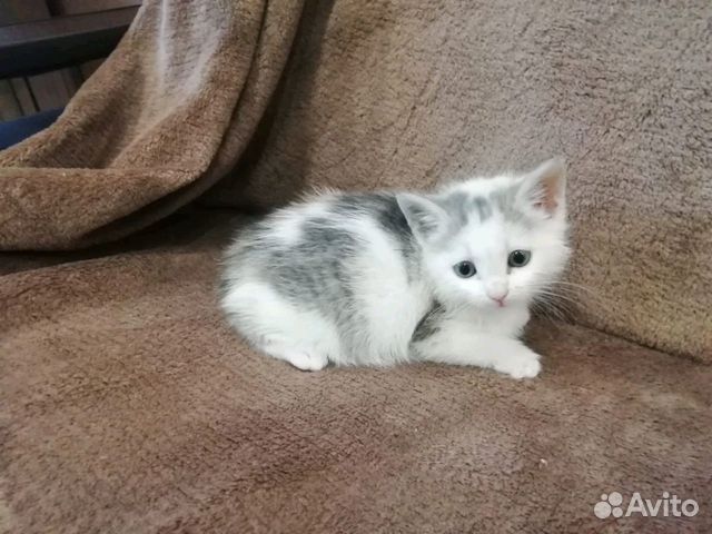 Милая трехцветная кошечка