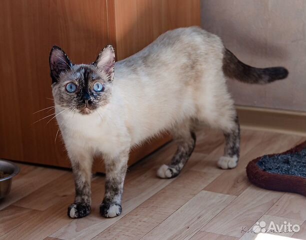 Синеглазая кошечка