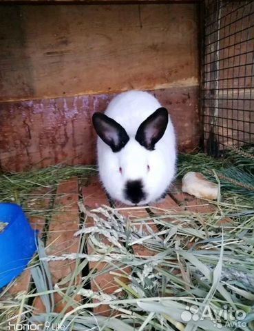 Самцы и самки нзк,нзб и другие