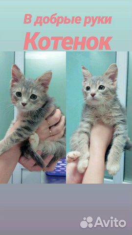 Котята