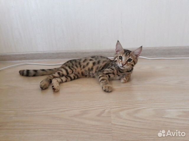 Котенок папа бенгал,мама мейн-кун