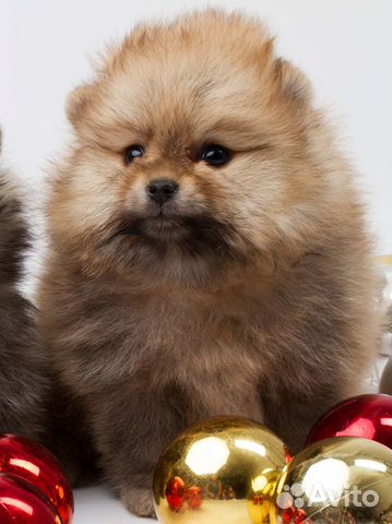 Щенок шпица миниатюрного