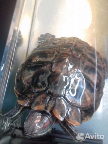 Черепаха красноухая пресноводная