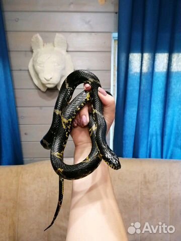 Амурский полоз. Отличное начало