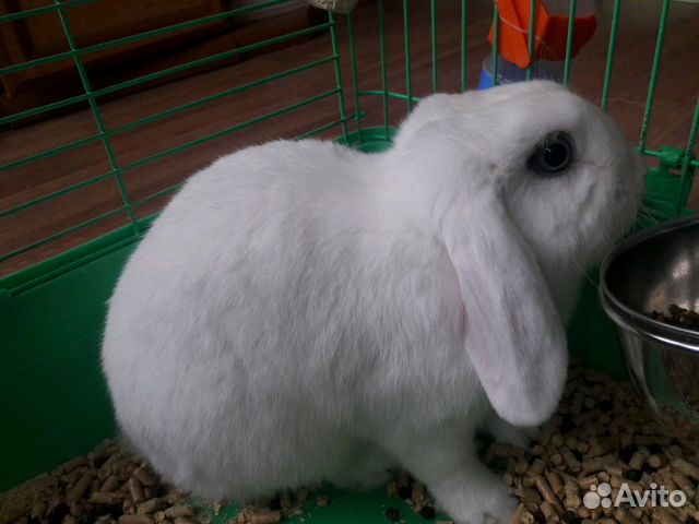 Декоративный, вислоухий кролик